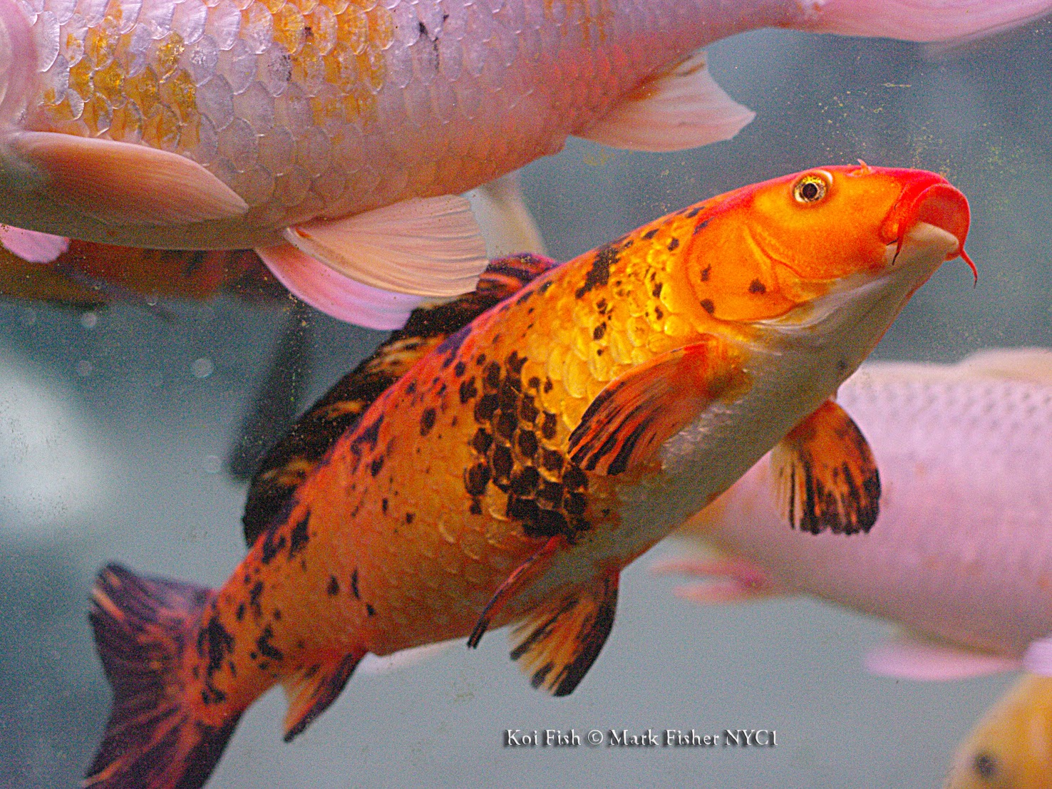 Mark Fisher American Photographer Koi Fish American Photographer Mark Fisher Japanese Carp mark-fisher-american-photographer-koi-fish-american-photographer-mark-fisher-japanese-carp