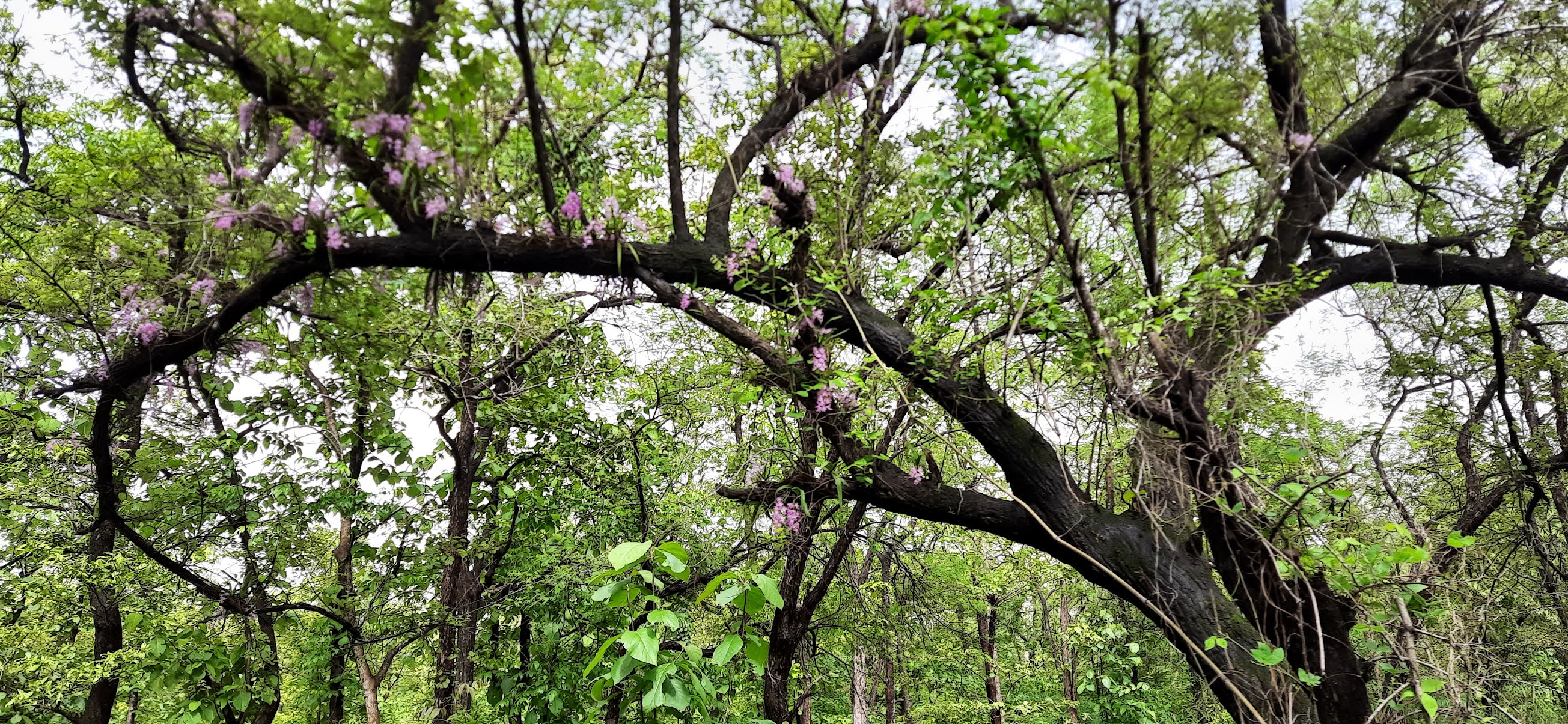 Sharad Pandhare's Educational Blog: Incredible Nature