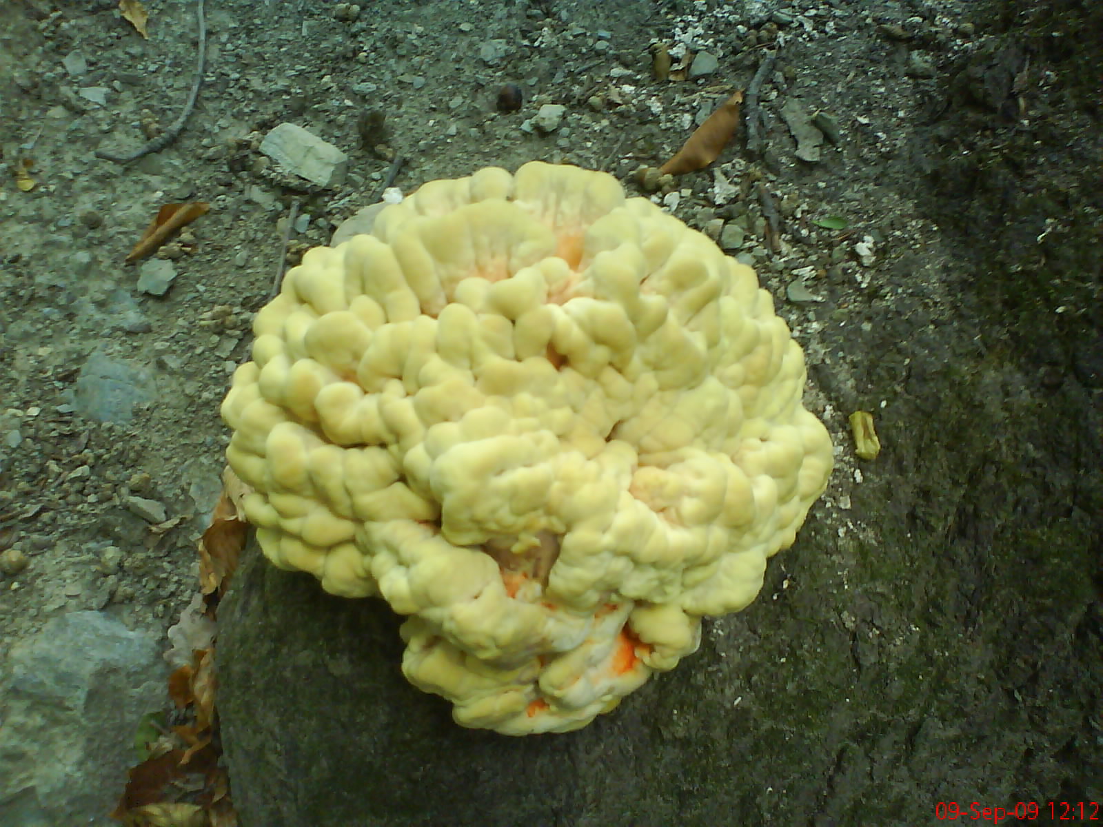 La ciuperci: Iasca galbena