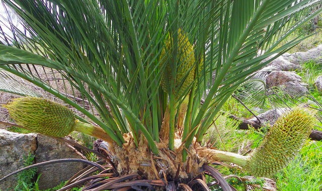 Perth Wildlife: Zamia palm