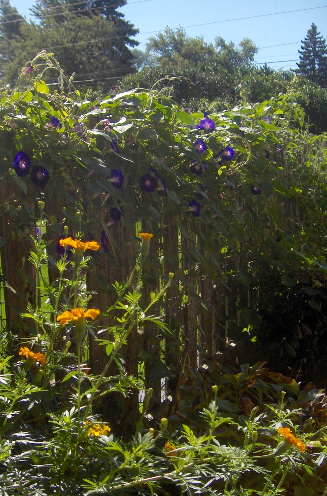 Somethings Old, New, Green, Redo!: Late Summer Midwest Garden