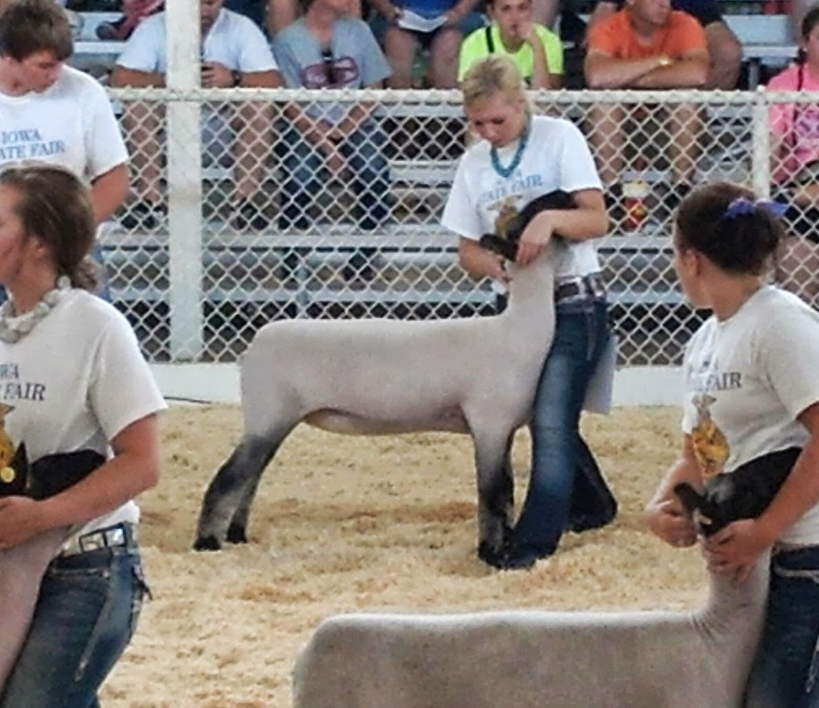 MITTAG Blog: FFA lambs