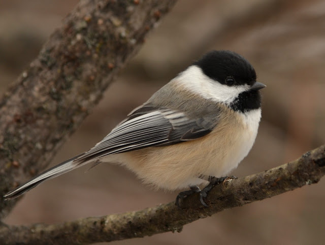 Woods Walks and Wildlife: Deep Winter