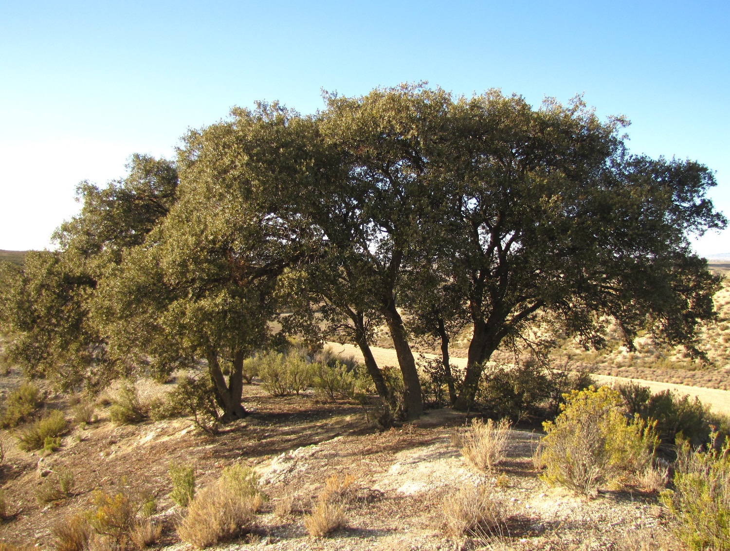 sólo Árboles: Las encinas colonizan los bosques mediterráneos