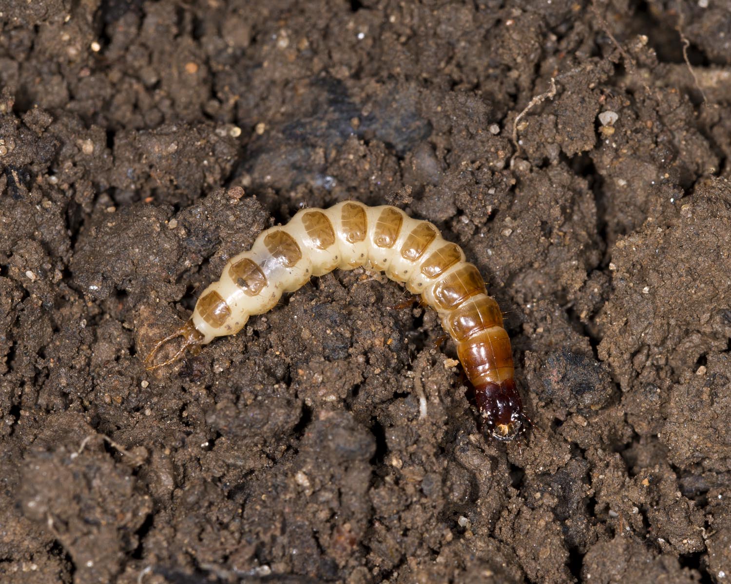 East Glamorgan Wildlife: Creigiau gardening finds