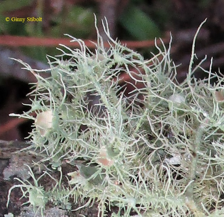 Green Gardening Matters: Lichen: a three-way symbiotic organism