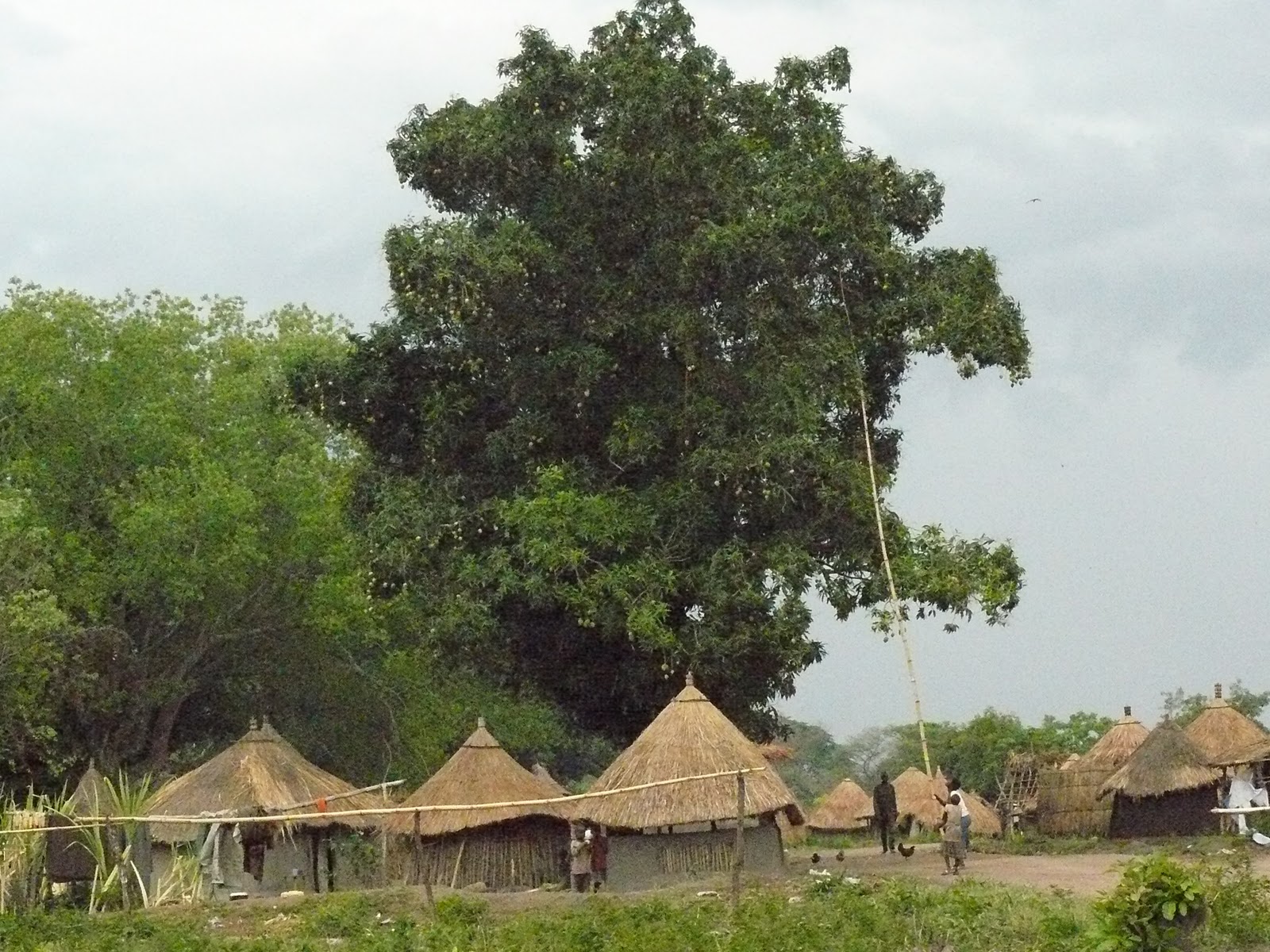 Under the Mango Tree: Sudan Update 6