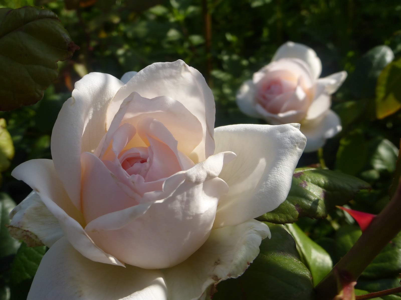 Les Piqués de la Rose: Nouvelles des Roses de la Côte d'Emeraude