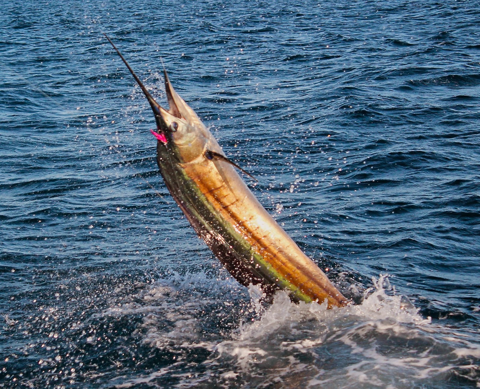 RED HOT BITE FOR THE NEW YEAR….THROUGH JAN 4th ’15 - Sailfish Oasis