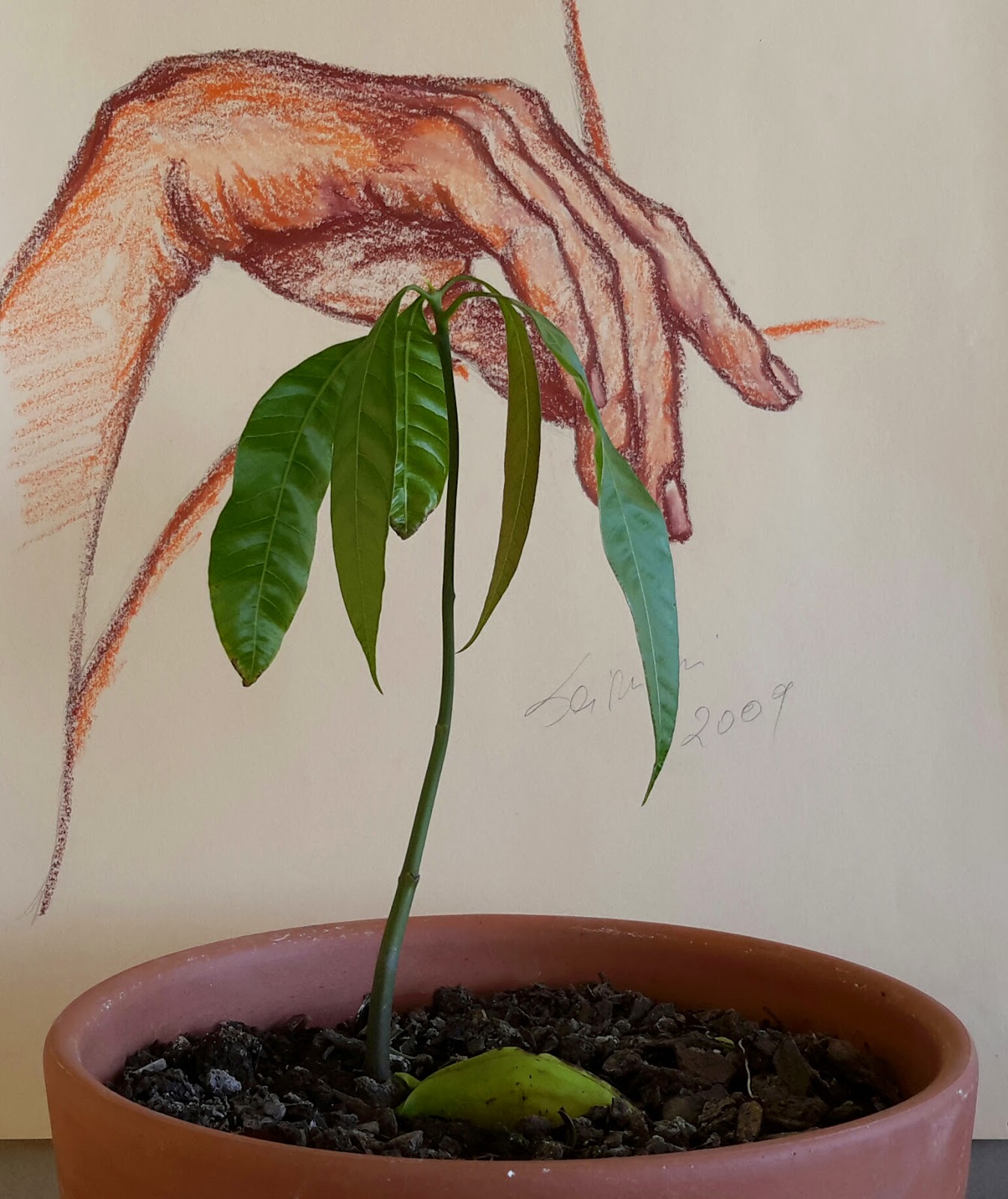 northern winds: Greenery project | A mango tree from the nut