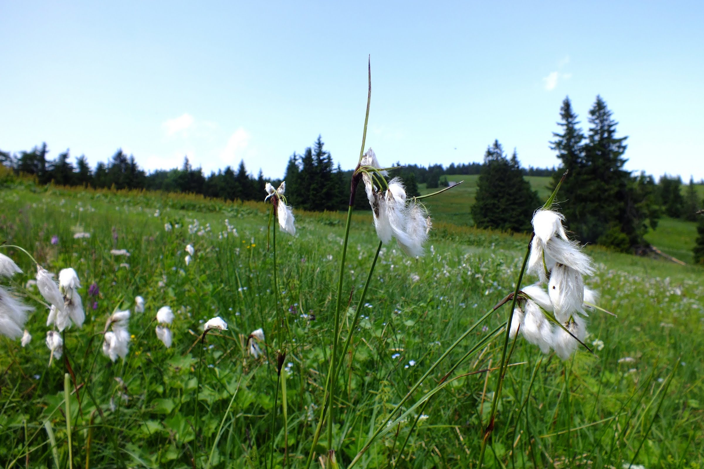 HALA CUDZICHOWA I POTOK RASTOKA