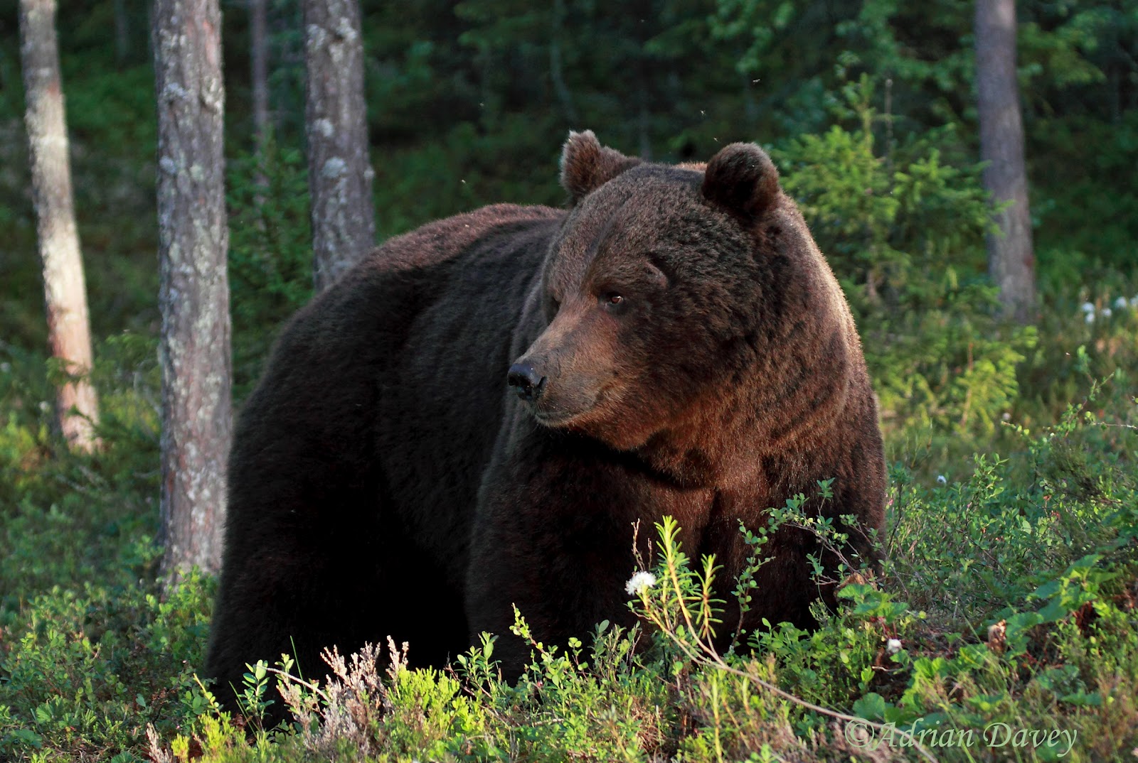 Adrian Davey Wildlife Photography Diary: Bears in Finland