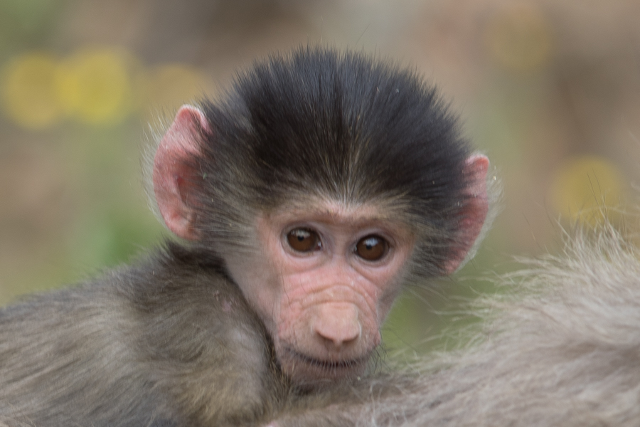 Birds of Saudi Arabia: Hamadryas Baboon – Raydah Escarpment