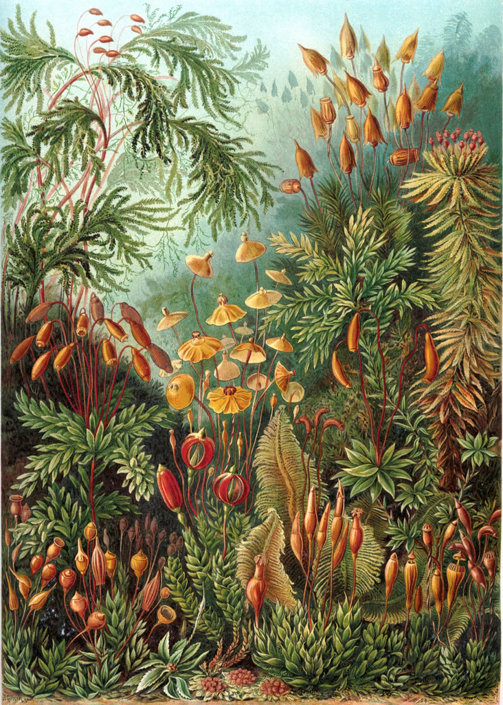 $ IN MY POCKET: Ernst Haeckel