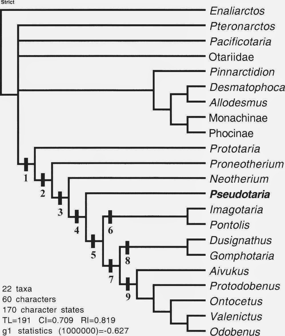 The Coastal Paleontologist: The evolutionary history of walruses, part ...