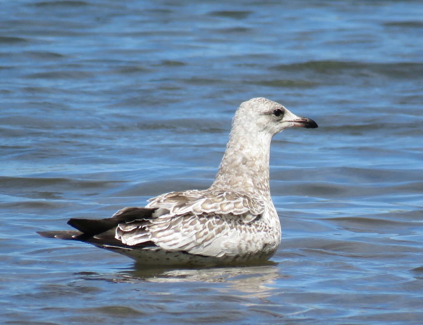 Bird & Travel Photos, Birding Sites, Bird Information: JUVENILE RING ...