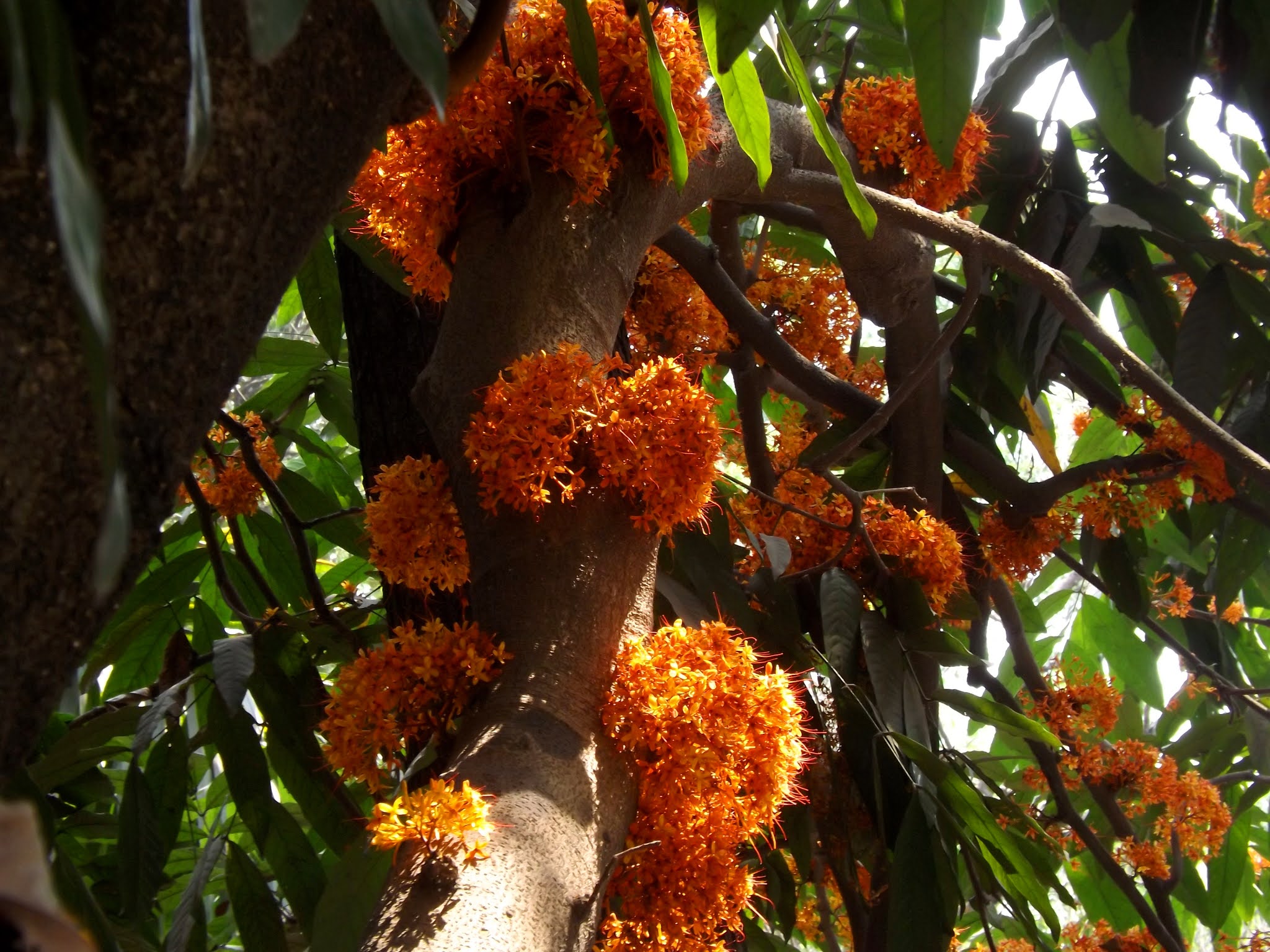 Single Ashoka Tree