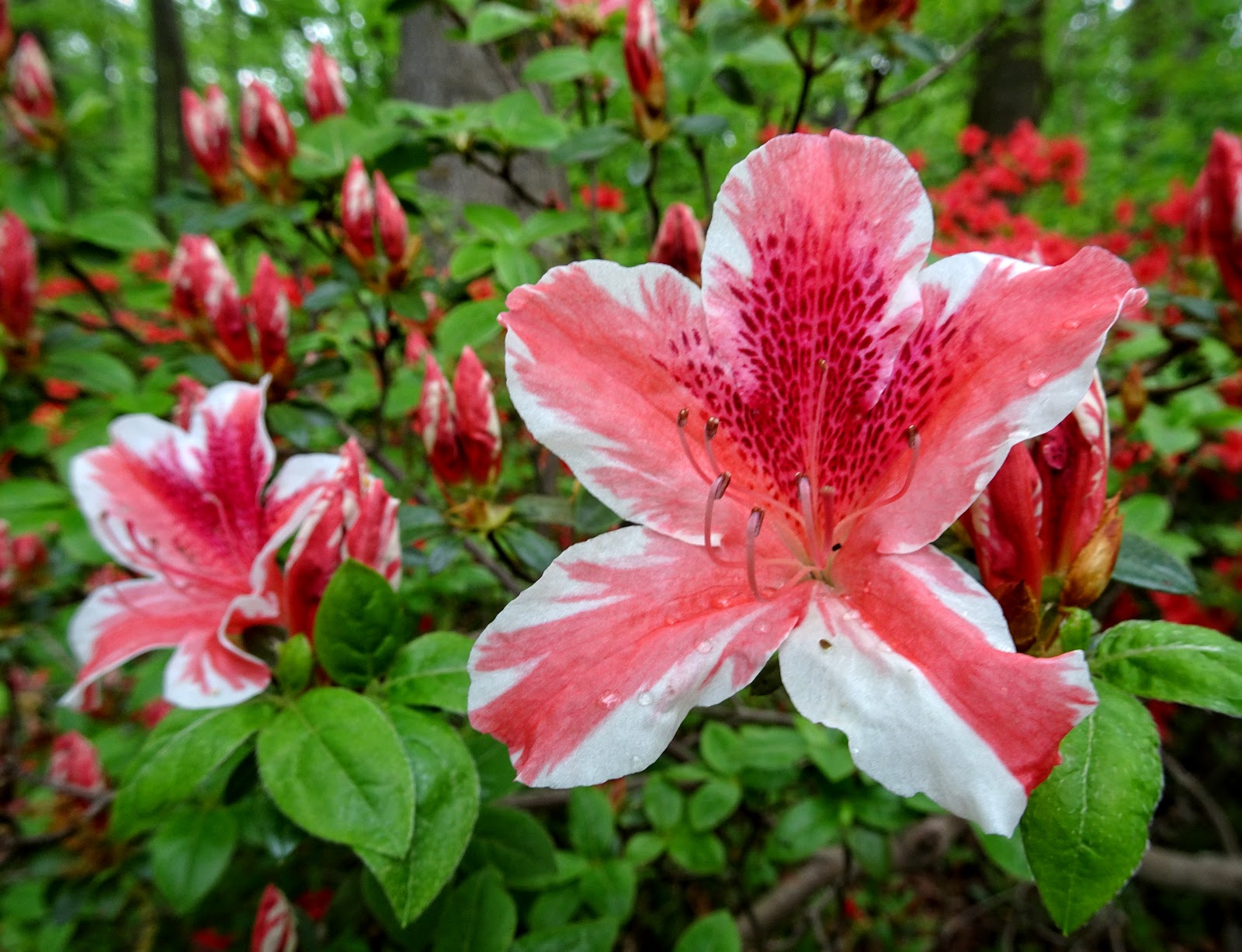 Love, Joy and Peas: Glistening Raindrops on Pretty Azalea Flowers