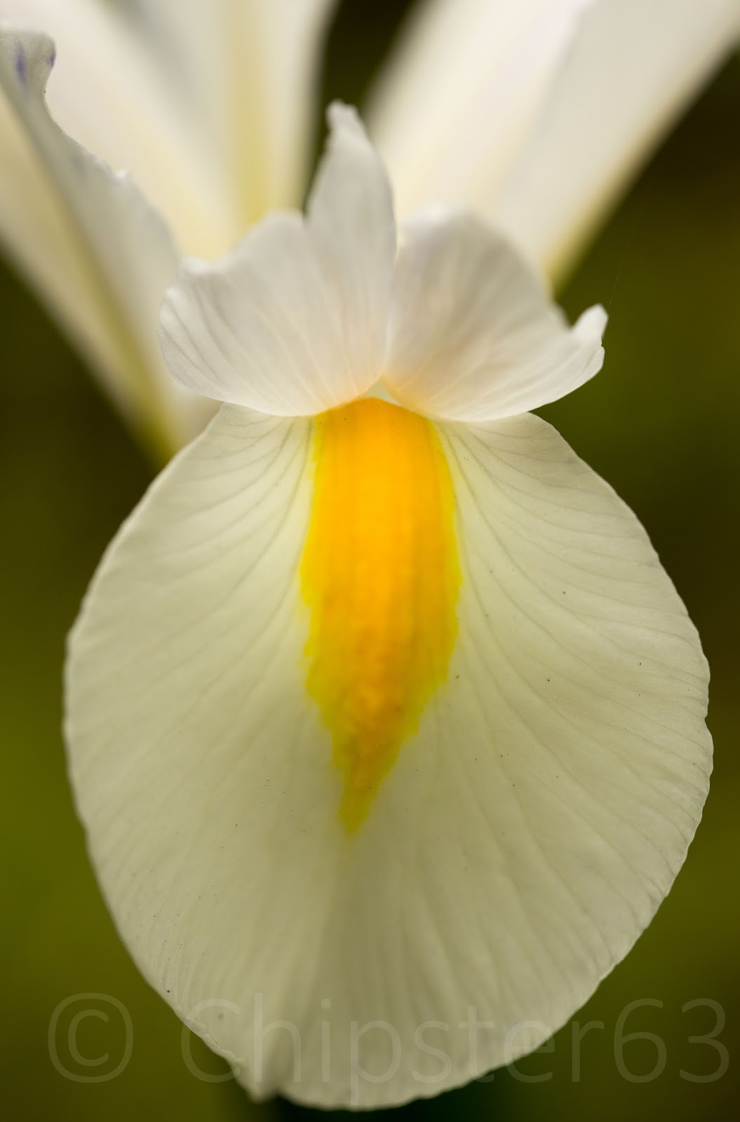 Chipster63 Photography: Furled and Unfurled Flags
