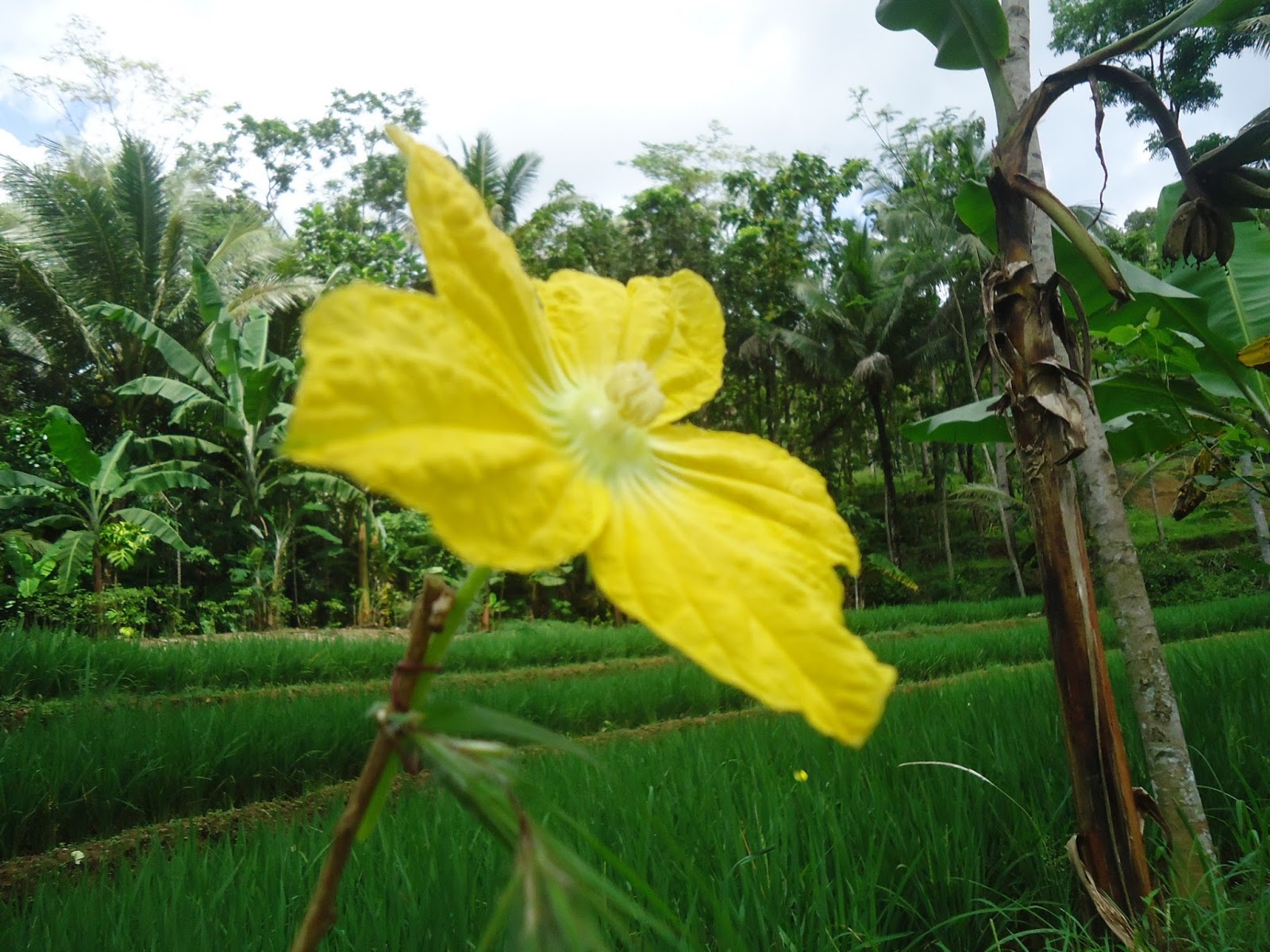 Bunga Labu Kuning di Bukit Menoreh - Rumah Daun Muda