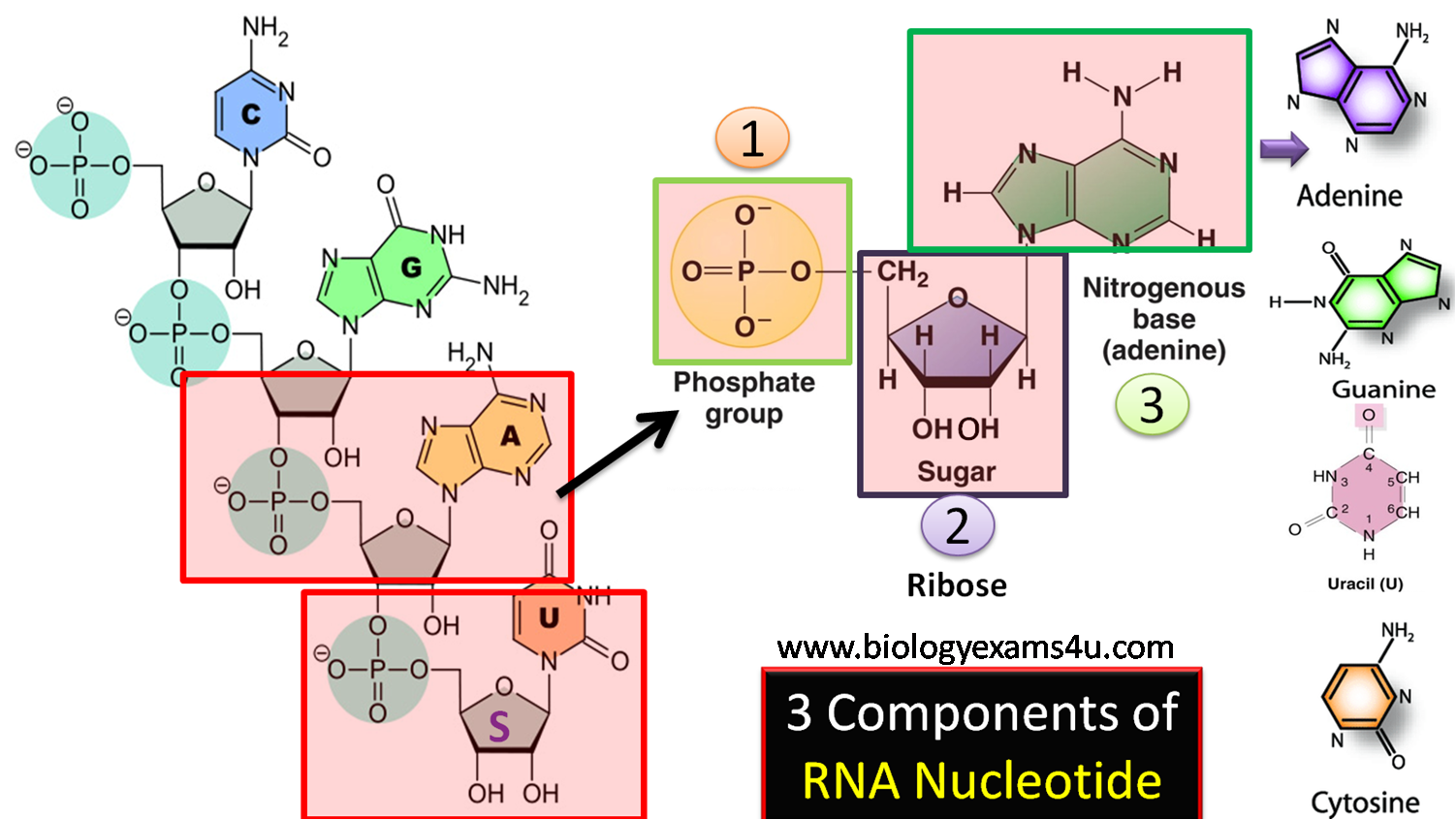 Rna Nucleotides Vs Dna Nucleotides