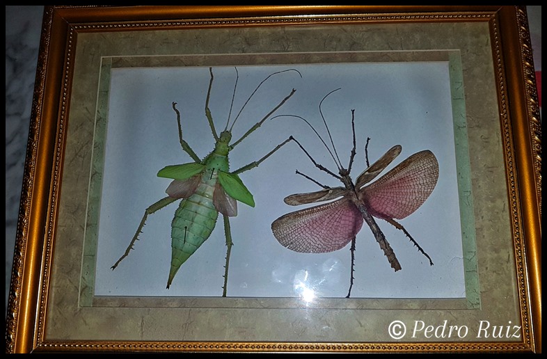 fasmidos.net: Insectos disecados y método de disección