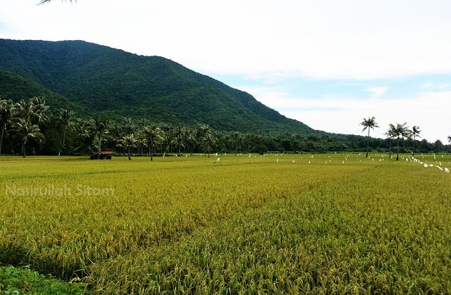 Kala Padi Menguning di Persawahan Karimunjawa - Nasirullah Sitam