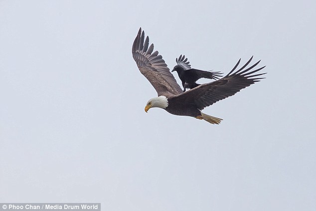 White Wolf : Trickster Crow Takes a Rest on the Back of a Bald Eagle