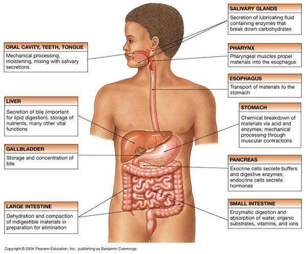 Educational Technology 2 Parts Of The Digestive System Educational Technology 2 Parts Of The Digestive System