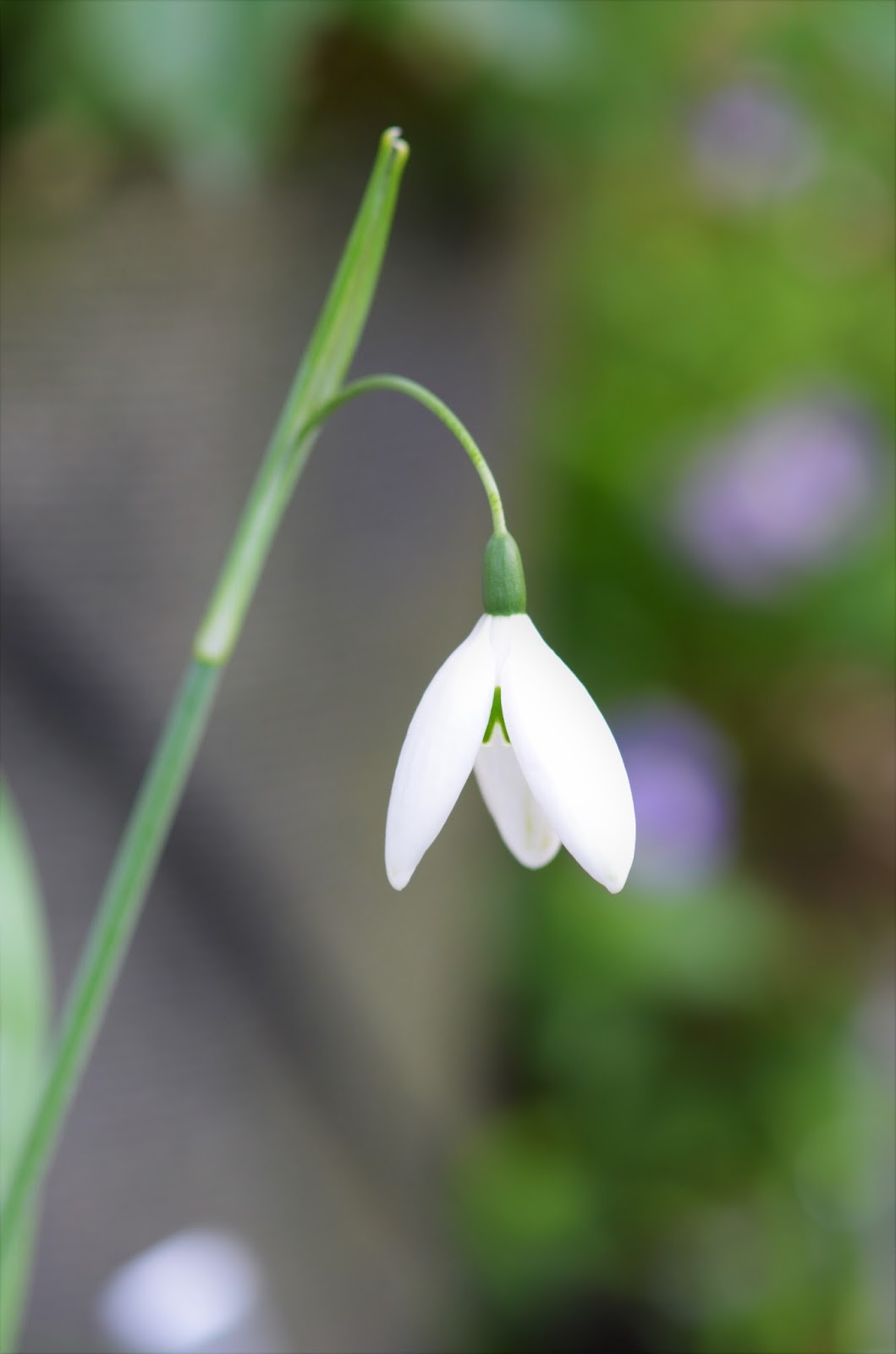 Galanthus : Early Snowdrops: Galanthus 'Epiphany', Galanthus 'Fly ...