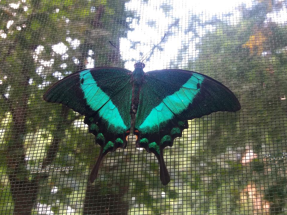 Ştiinţă pentru toţi: COADA RÂNDUNICII DE SMARALD - Papilio palinurus ...