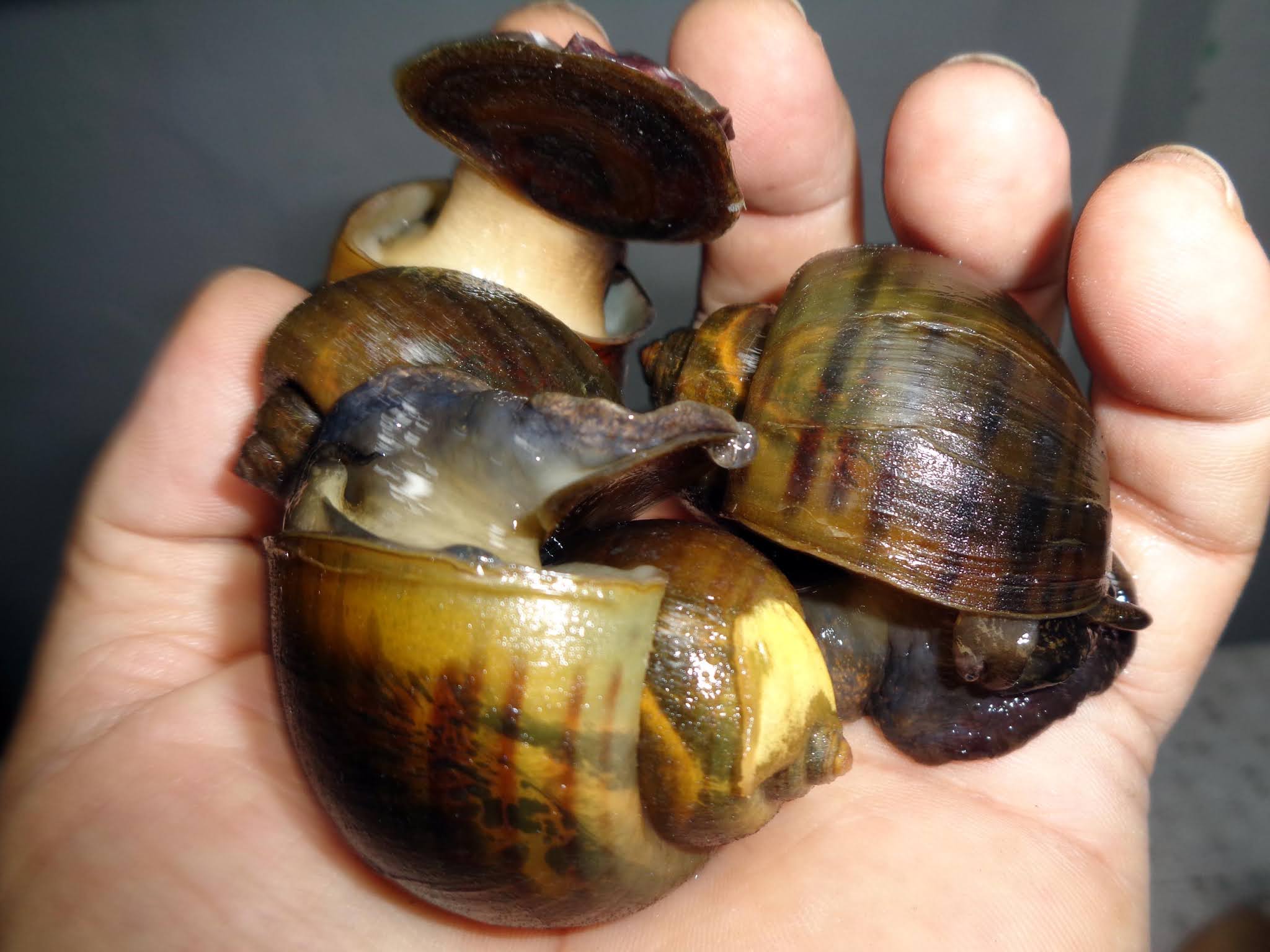 Living with Nature - School on Blog by Dr. Abercio V. Rotor: Food ...