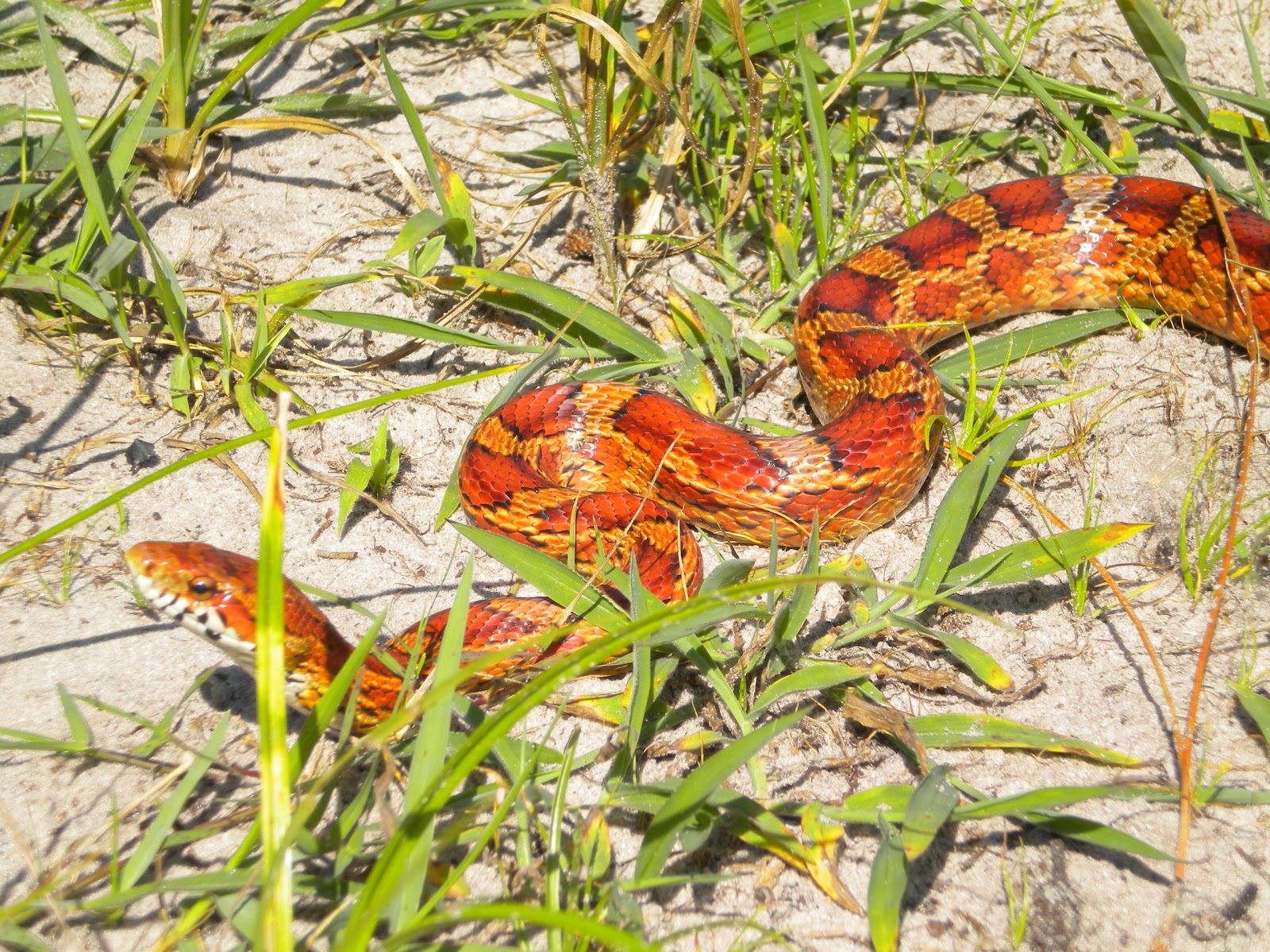 Panther Island Adventures: Critter of the Week May 30: Corn Snake ...