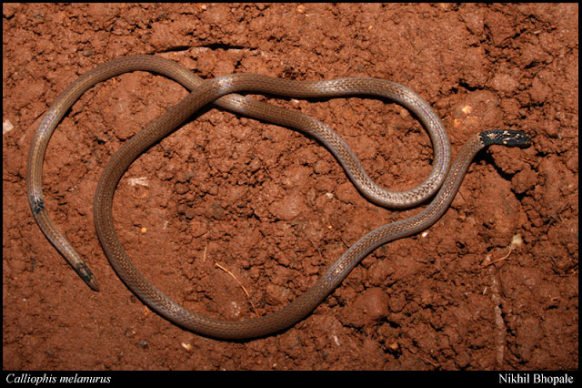 Reptile Research and Conservation Trust Of India: 30 Species Of Indian ...