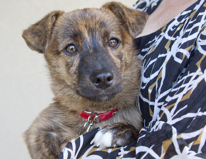 Shelter Dogs of Portland: "CALHOUN" Calculatedly cute :)