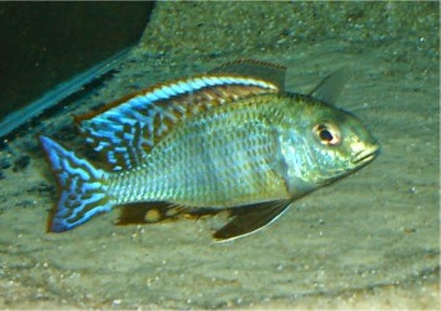 Artes de Pesca: LOS CICHLIDAE 23ª