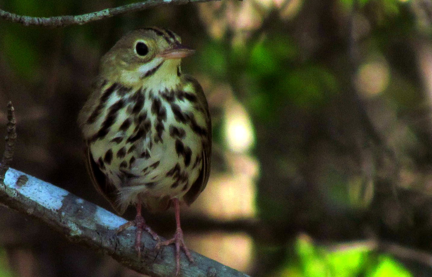 Birding Bros. Blog: BIRDS: Passerines