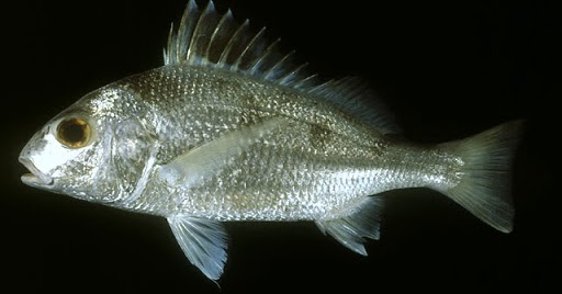 Ikan Gerot-Gerot; Klasifikasi, Morfologi, Habitat Dll - Melek Perikanan