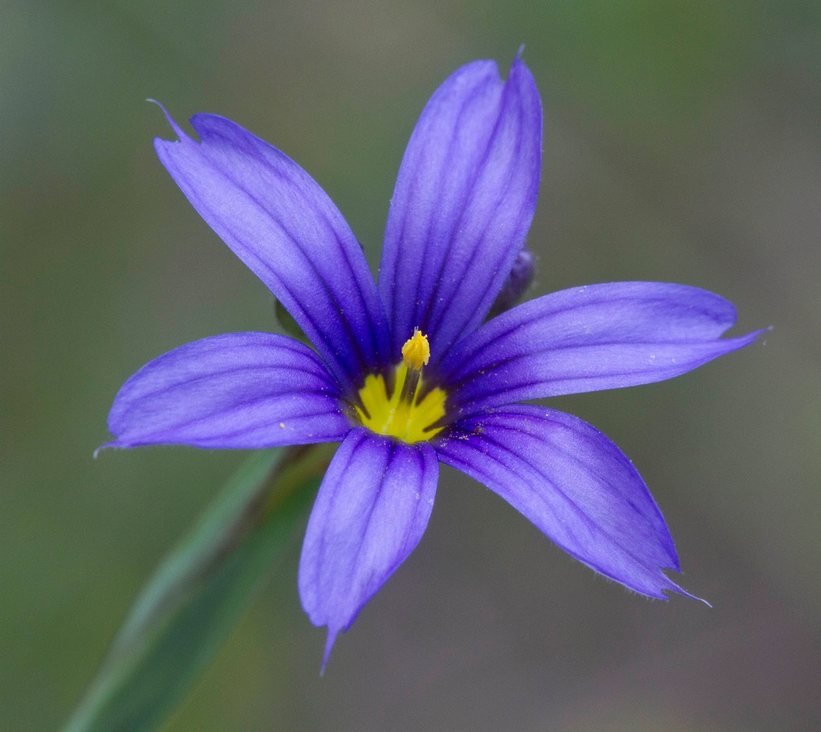 Nwflora Idaho Blue Eyed Grass Sisyrinchium Idahoense