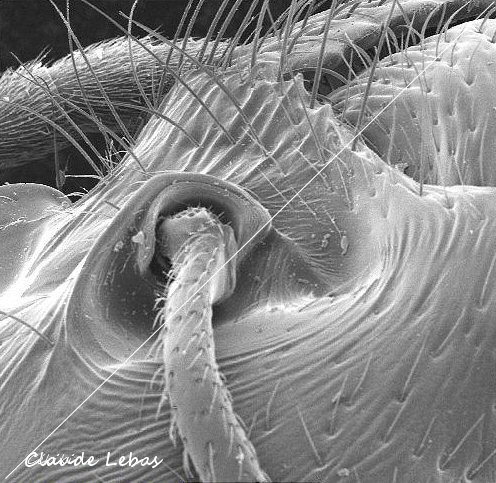 anatomie d'une fourmi