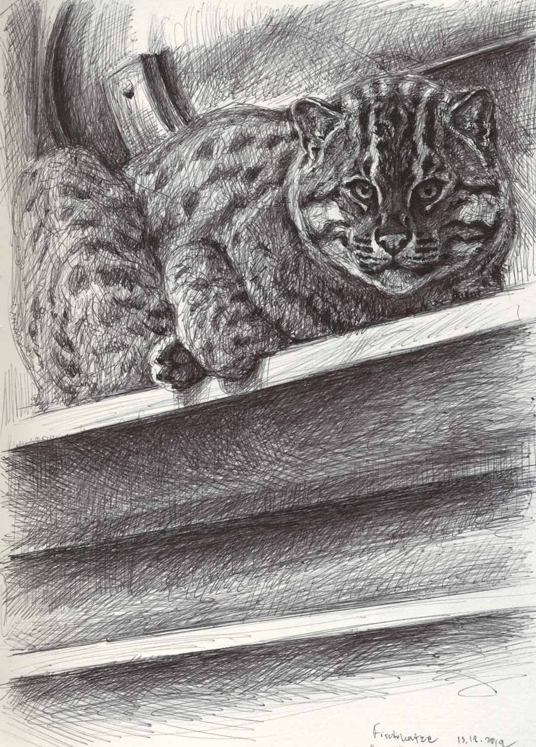 Fishing cat-Munich zoo