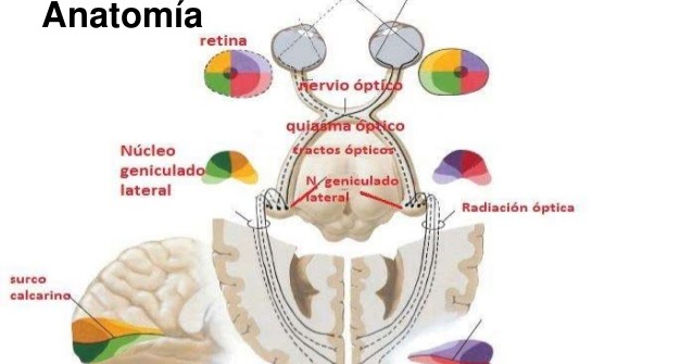 FISIOLOGÍA DE LA RETINA: ANATOMOFISIOLOGIA DE LAS VIAS VISUALES