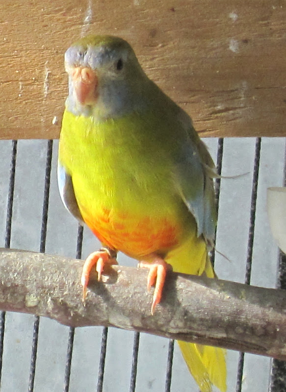 Happy Bird Place Finch and Grasskeet Blog: A Profile of Scarlet Chested ...