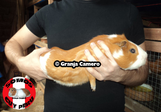 CUYES REPRODUCTORES ~ Granja Camero