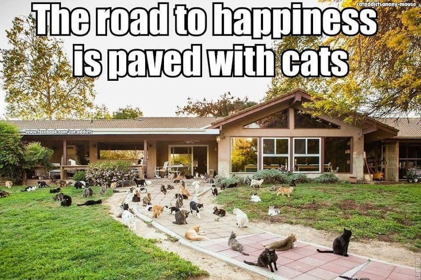 18 Funny Cat Memes That Prove It Was — And Will Always Be — A Perfect Show