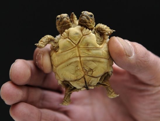 Every Day Is Special: September 29 – Mutation Day