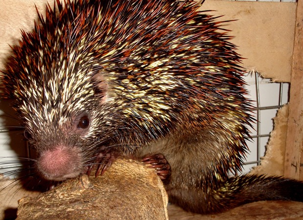 Nova espécie de porco-espinho é descoberta por cientistas brasileiros