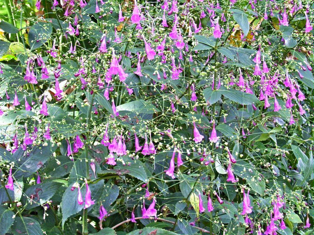 Strobilanthes cusia | Pustaka Flora | Database Tanaman Landscape