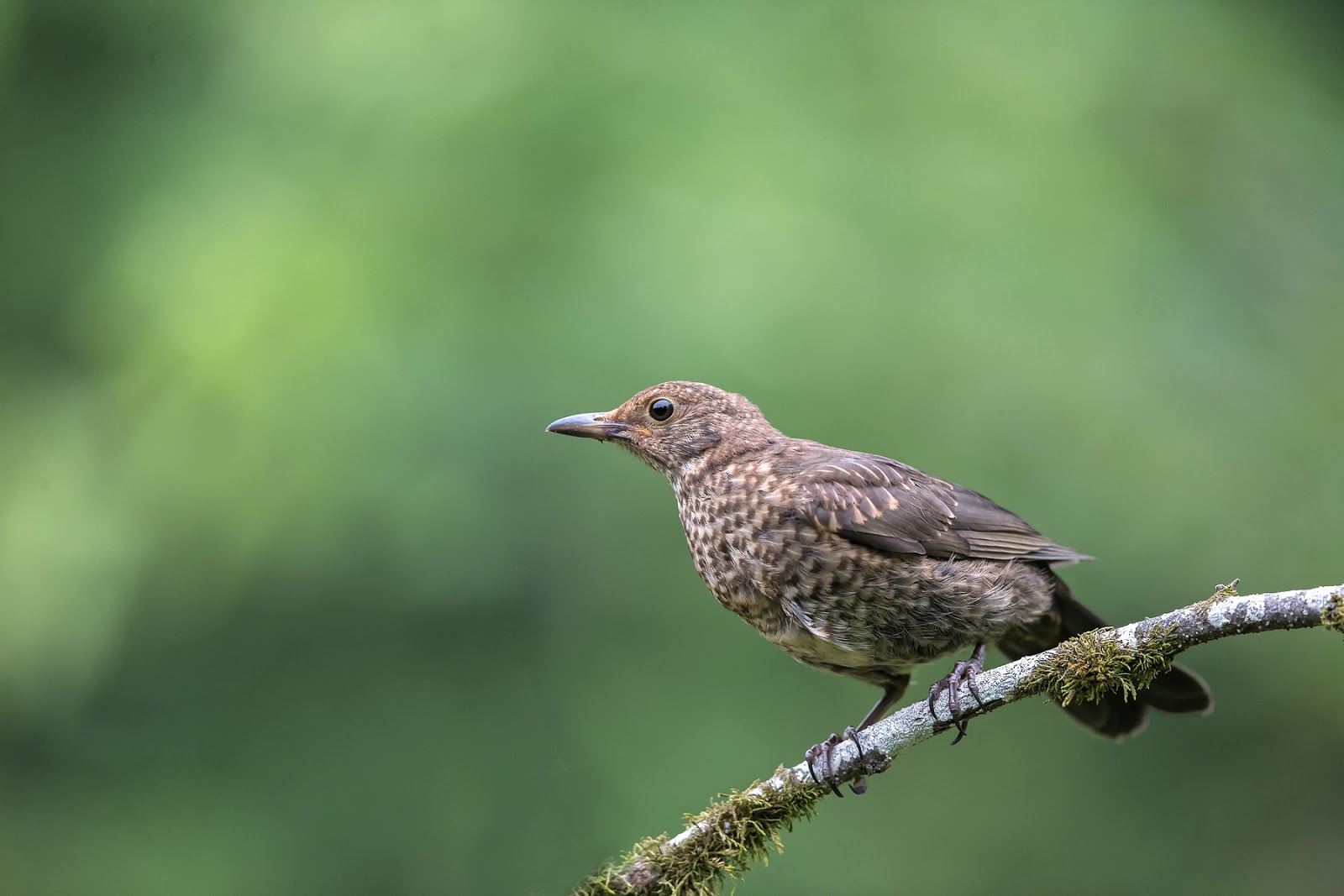 Images Nature Chambray: Merlette