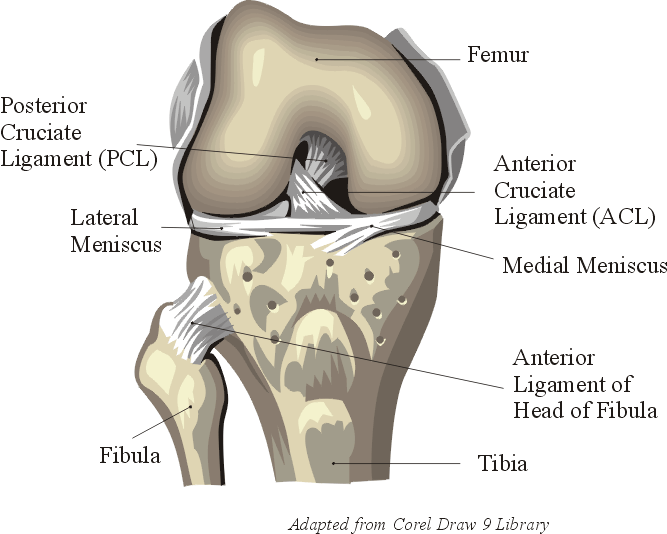 The Medical Buzz: Torn ACL vs. Torn Meniscus